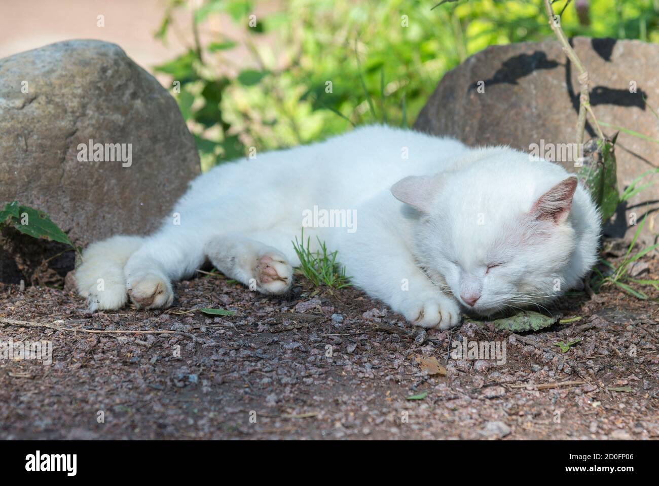 White homeless cat sleeping outside Stock Photo - Alamy