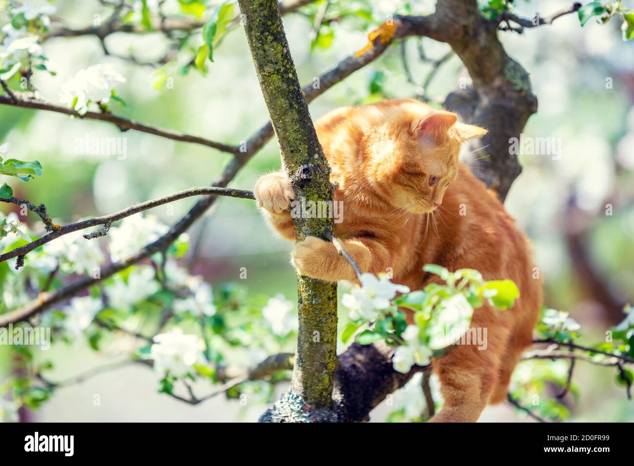 Cat In Apple Tree High Resolution Stock Photography and Images - Alamy