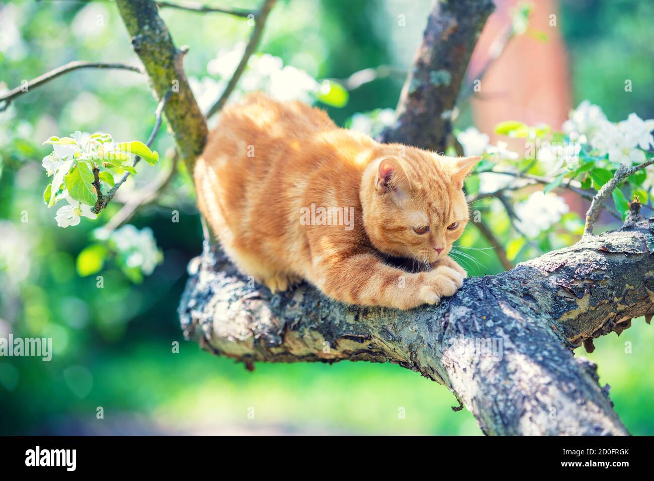 Cat In Apple Tree High Resolution Stock Photography and Images - Alamy