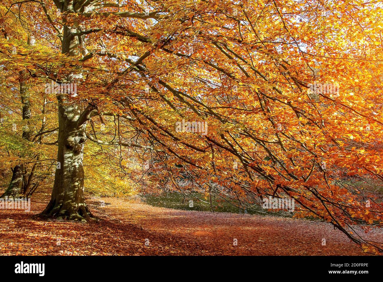 Trunk denmark hi-res stock photography and images - Alamy
