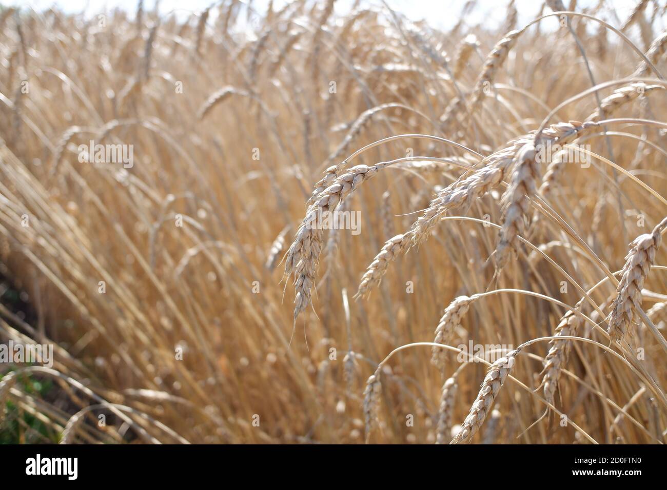 Cash crop. Wheat in the field. Growing wheat in an organic way. Golden ...