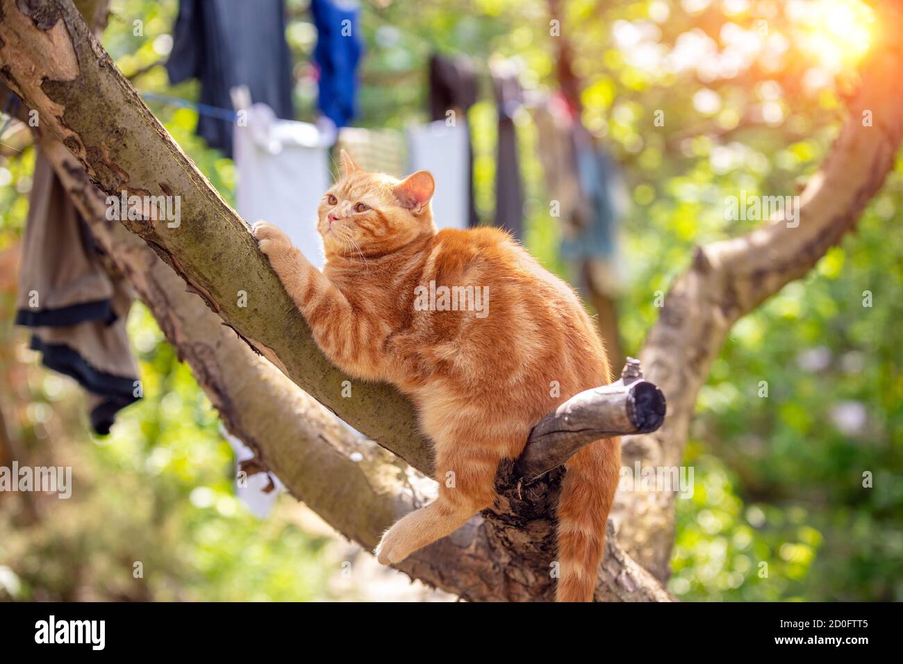 Cat In Apple Tree High Resolution Stock Photography and Images - Alamy