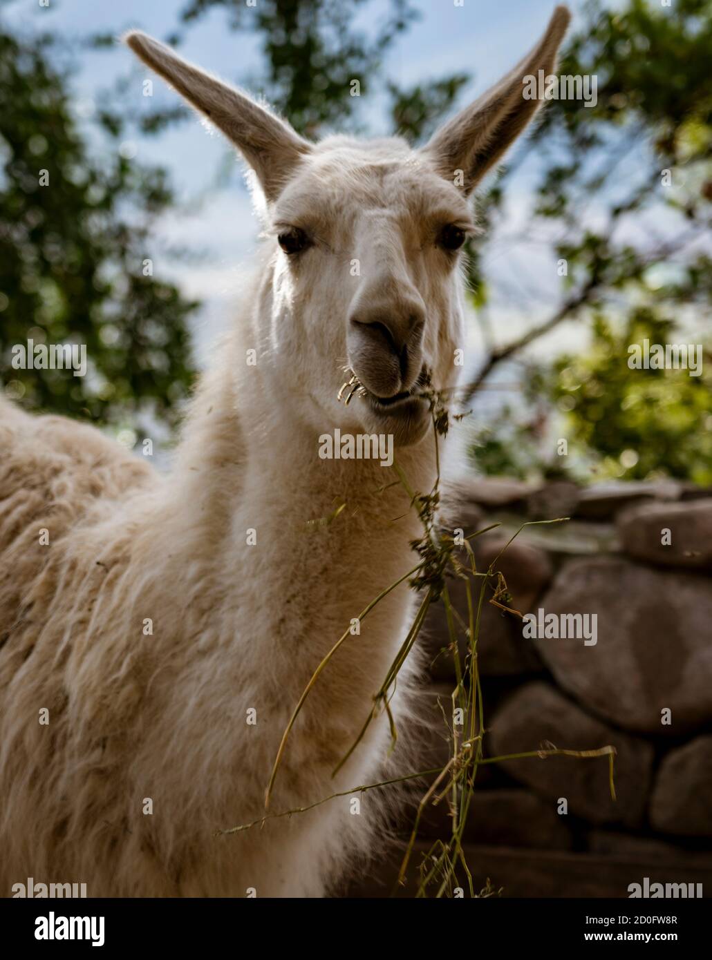 Llama chews his lunch as he stares at the camera Stock Photo - Alamy