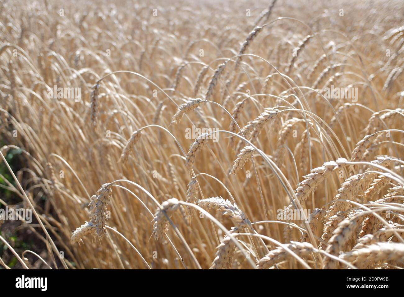 Cash crop. Wheat in the field. Growing wheat in an organic way. Golden ...
