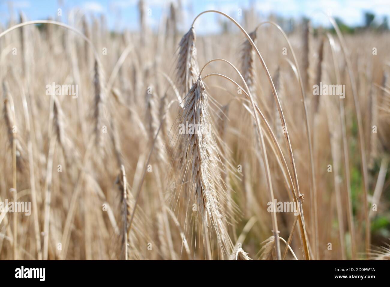 Cash crop. Rye in the field. Organic cultivation of rye seeds. Golden ...