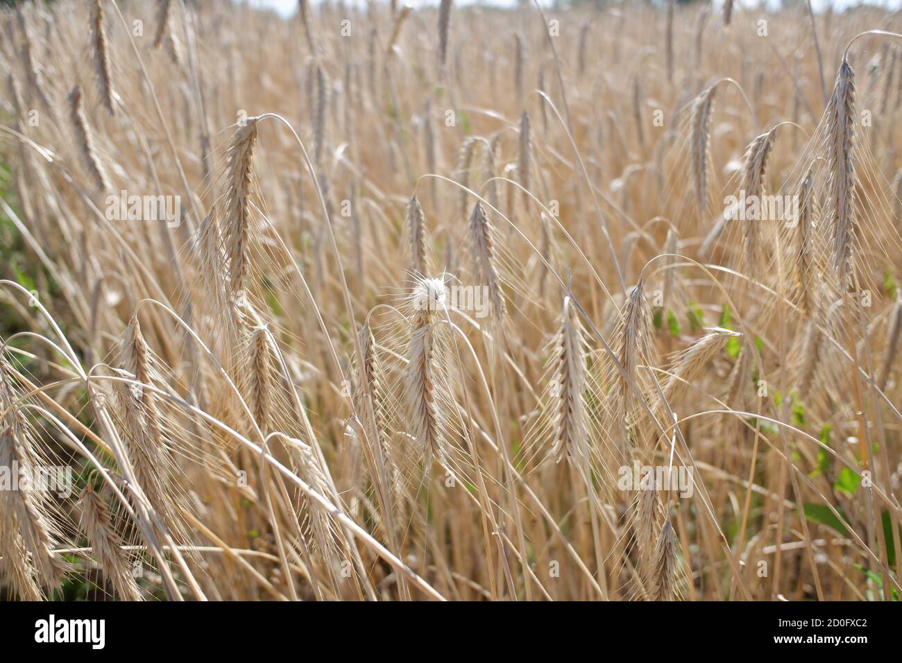 Cash crop. Rye in the field. Organic cultivation of rye seeds. Golden ...