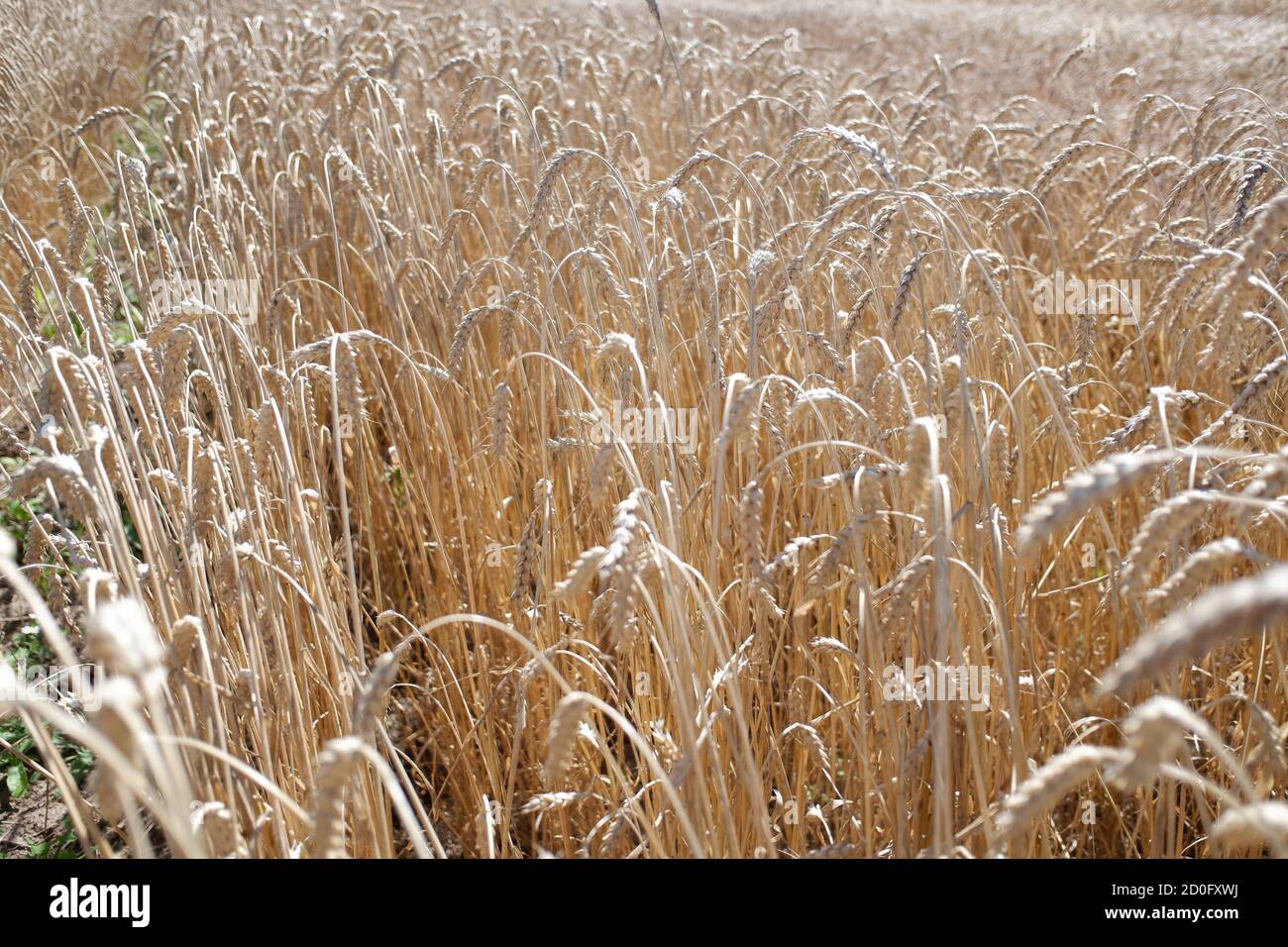 Cash crop. Wheat in the field. Growing wheat in an organic way. Golden ...