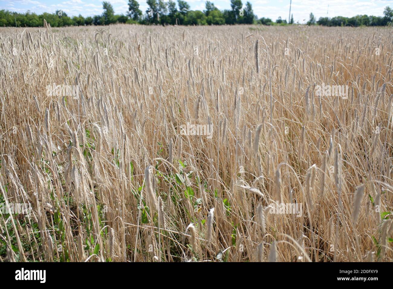 Cash crop. Rye in the field. Organic cultivation of rye seeds. Golden ...
