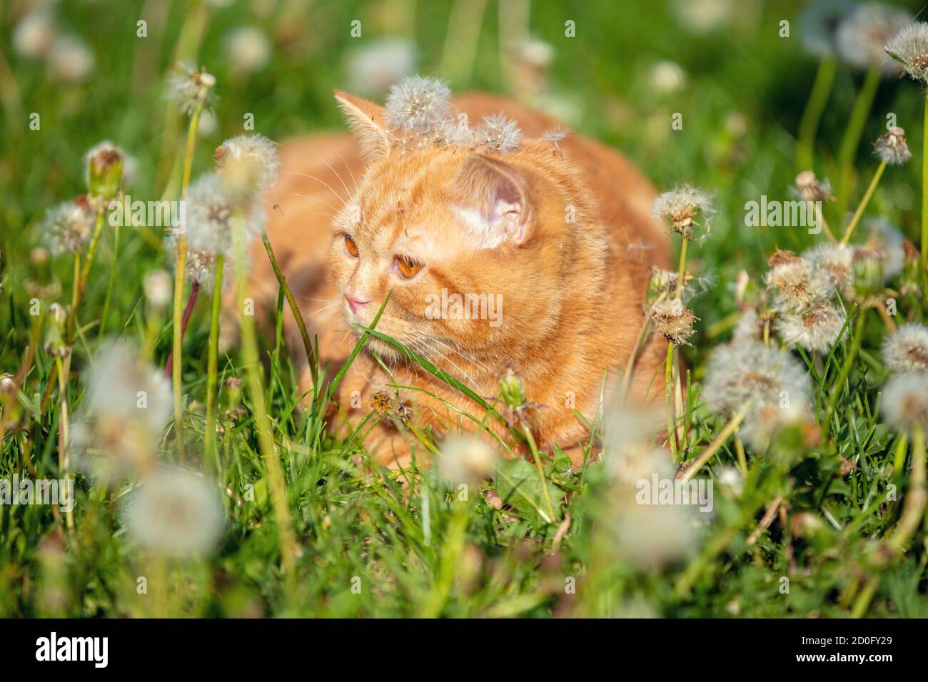 Cat on nature outdoors. Funny ginger kitten lies on the lawn with ...