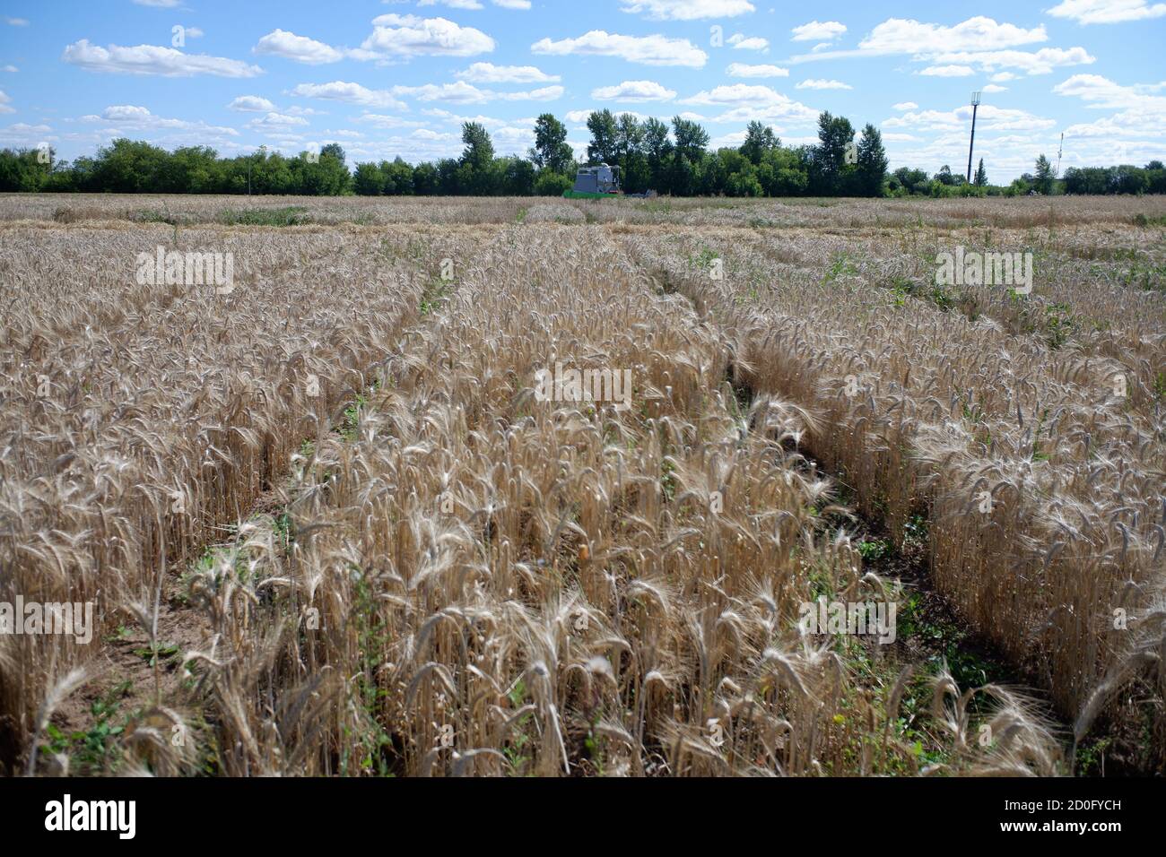 Cash crop. Rye in the field. Organic cultivation of rye seeds. Golden ears Stock Photo - Alamy