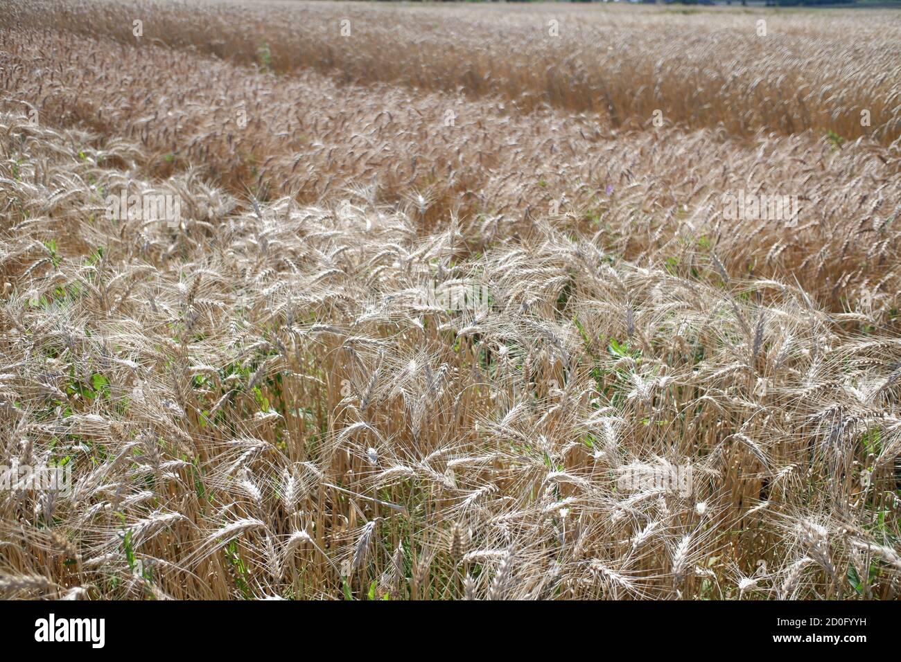 Cash crop. Wheat in the field. Growing wheat in an organic way. Golden ...