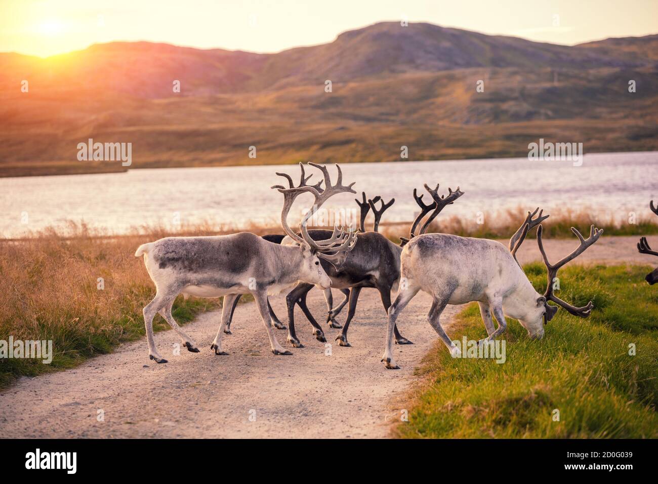 Reindeer lapland summer hi-res stock photography and images - Alamy