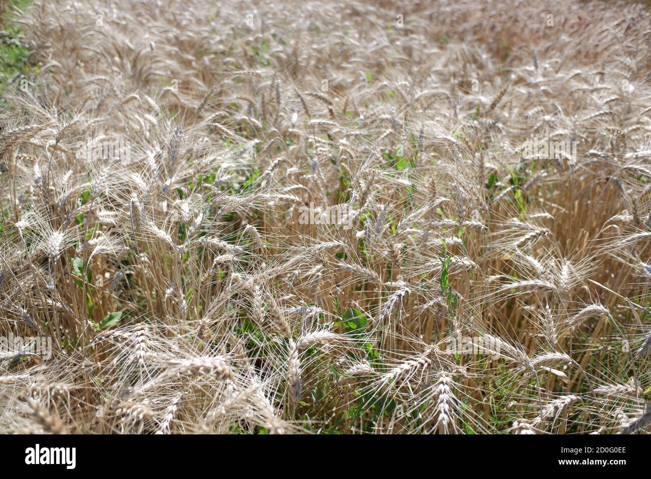 Cash crop. Wheat in the field. Growing wheat in an organic way. Golden ...