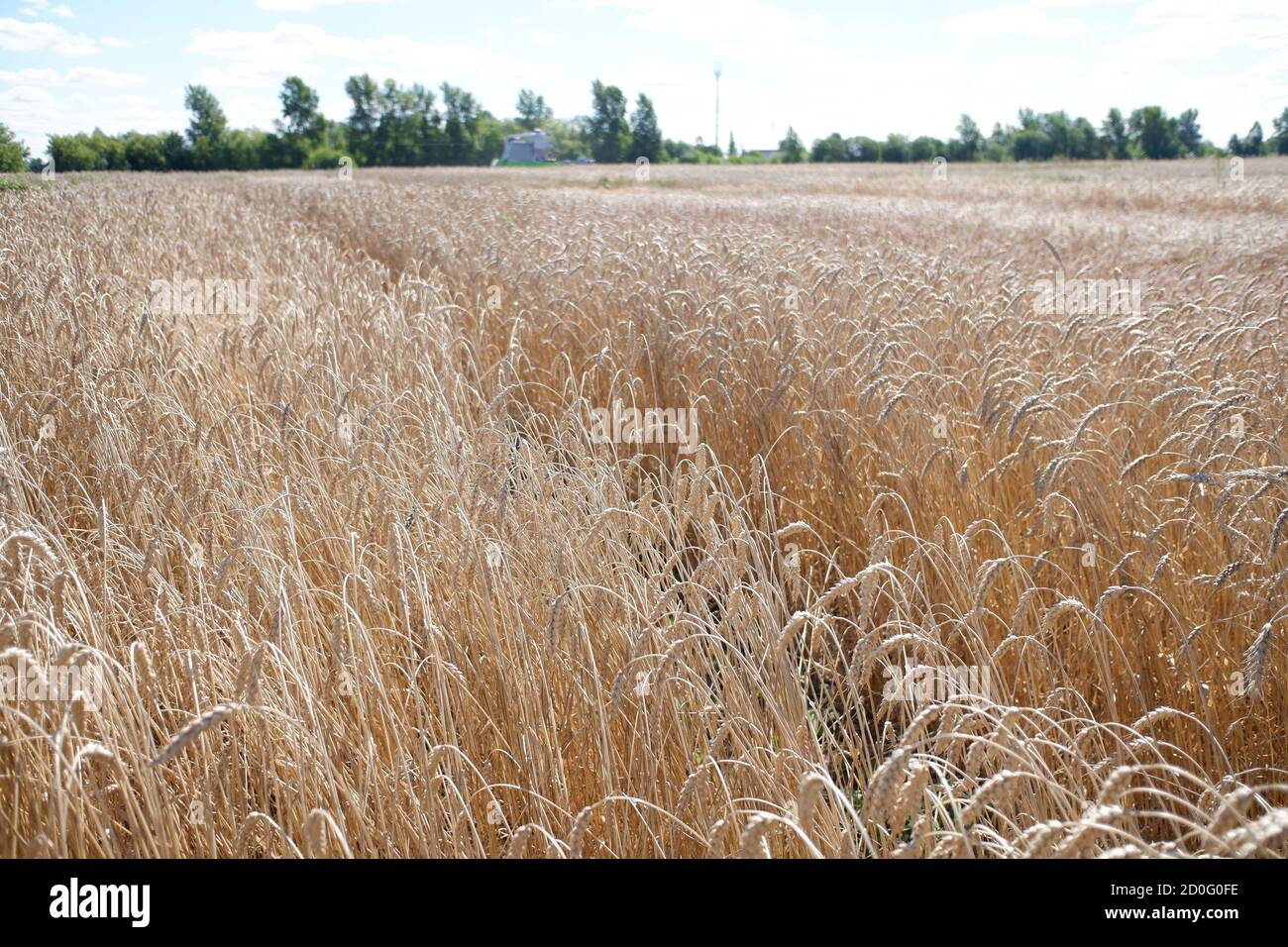 Cash crop. Wheat in the field. Growing wheat in an organic way. Golden ...