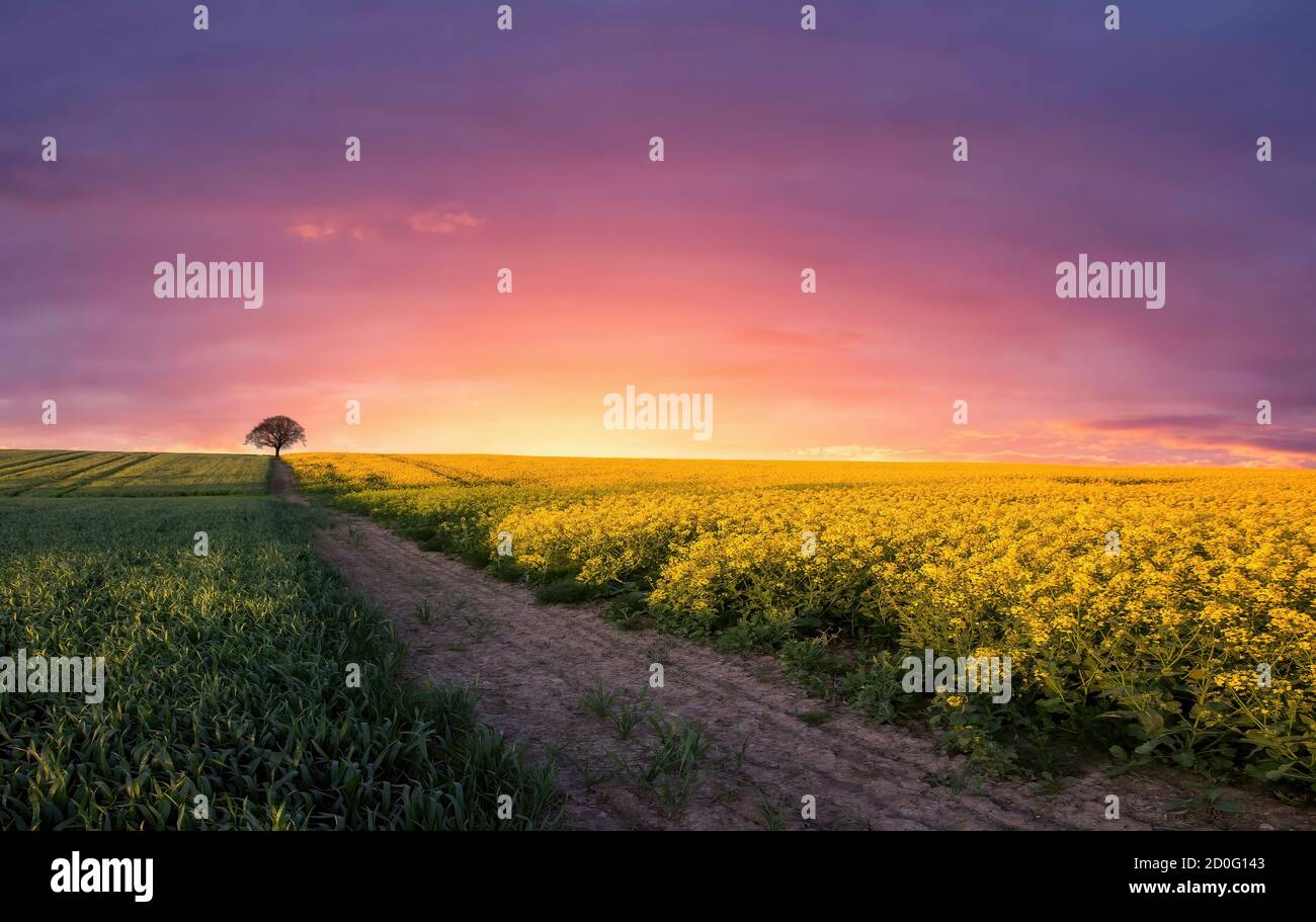 Rapeseed field sunset hi-res stock photography and images - Alamy