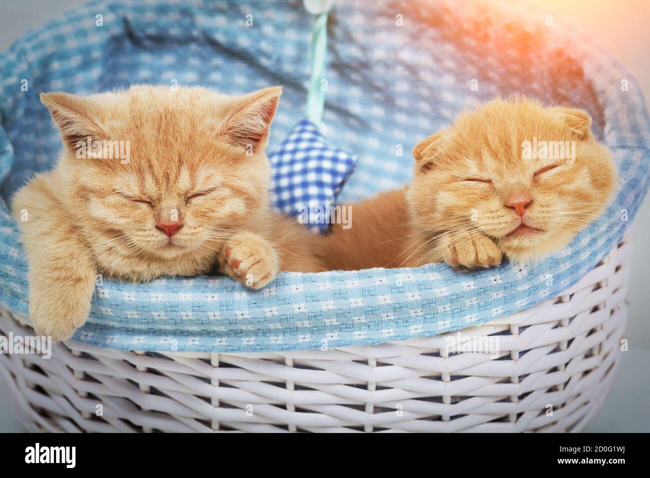 Two cute red kittens sleeping in a basket Stock Photo - Alamy