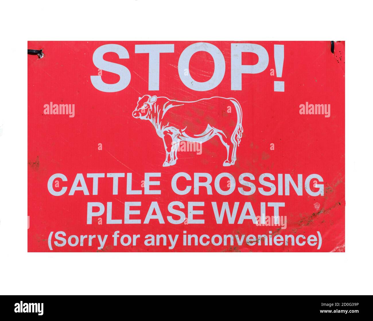 Cow crossing Cut Out Stock Images & Pictures - Alamy