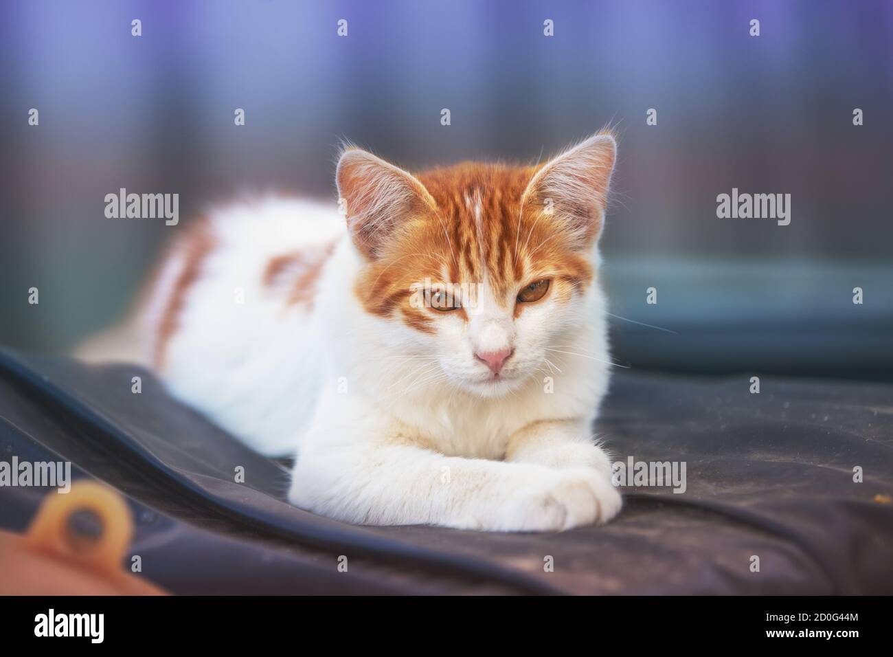 Red white cat lying in grass hi-res stock photography and images - Alamy