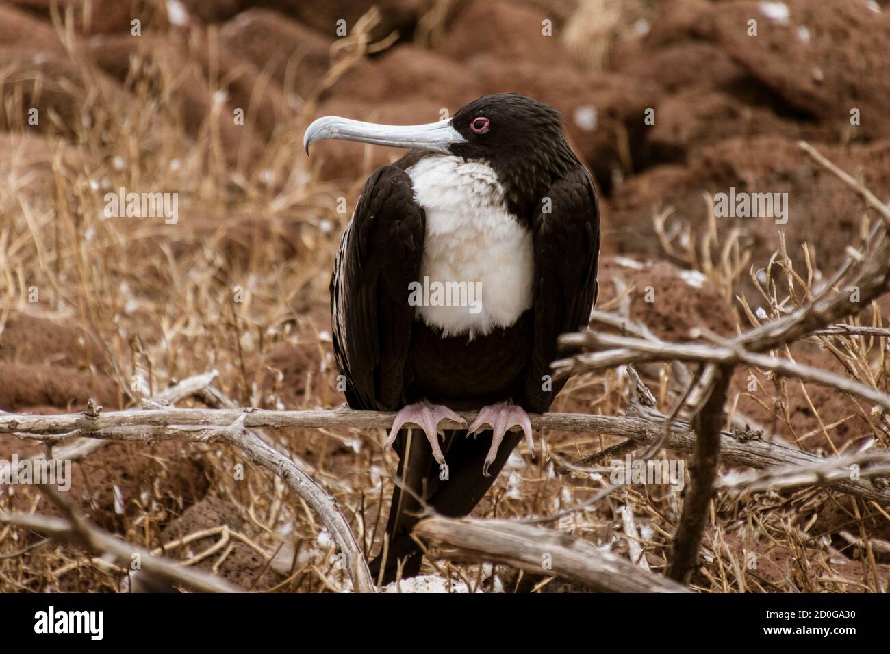 Magnificent frigate bird female hi-res stock photography and images - Alamy