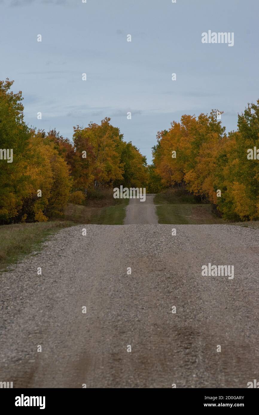 Back country road on the Canadian prairies in fall Stock Photo - Alamy