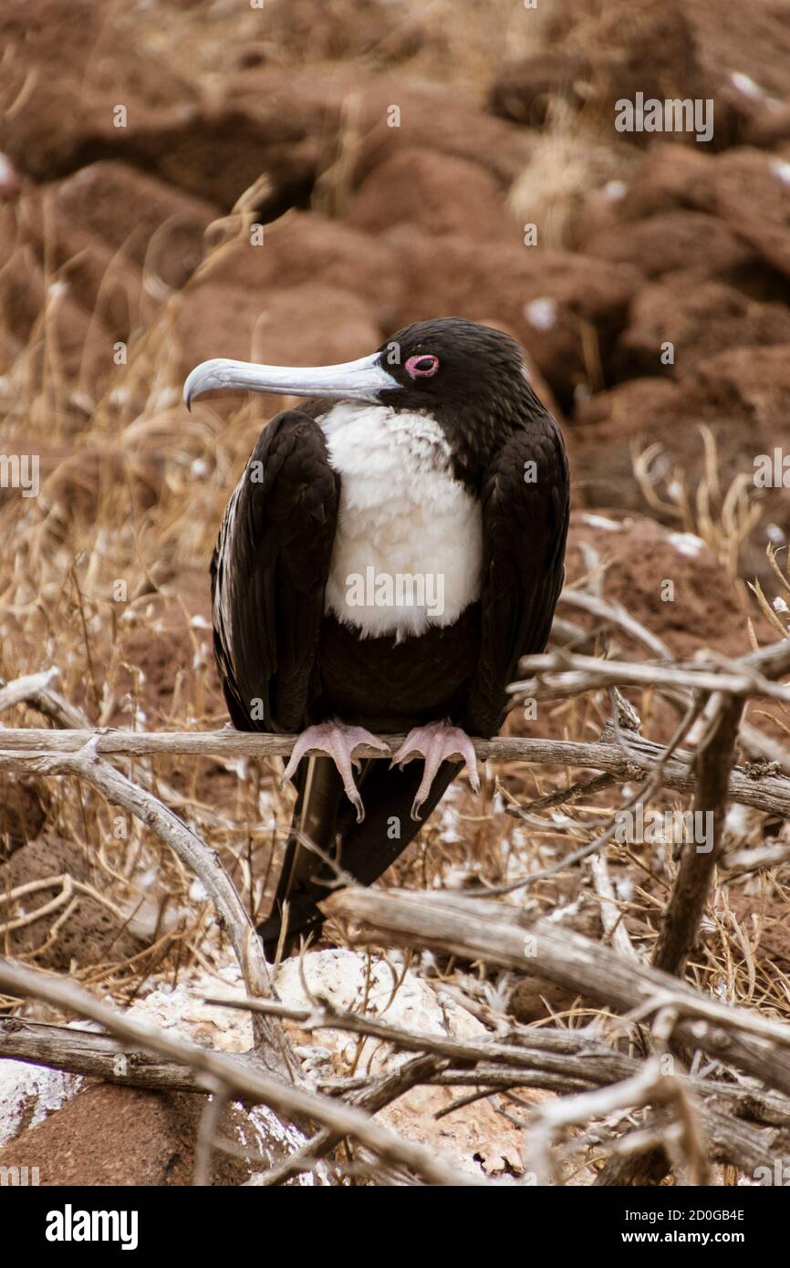 Magnificent frigate bird female hi-res stock photography and images - Alamy