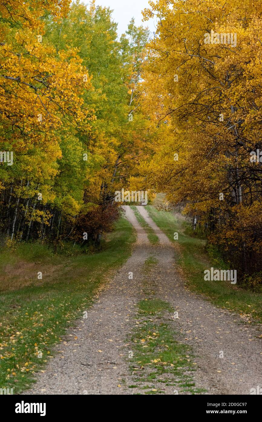 Back country road on the Canadian prairies in fall Stock Photo - Alamy