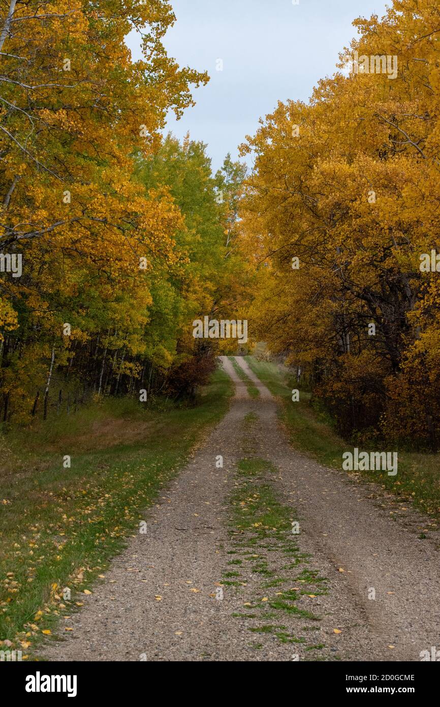 Back country road on the Canadian prairies in fall Stock Photo - Alamy