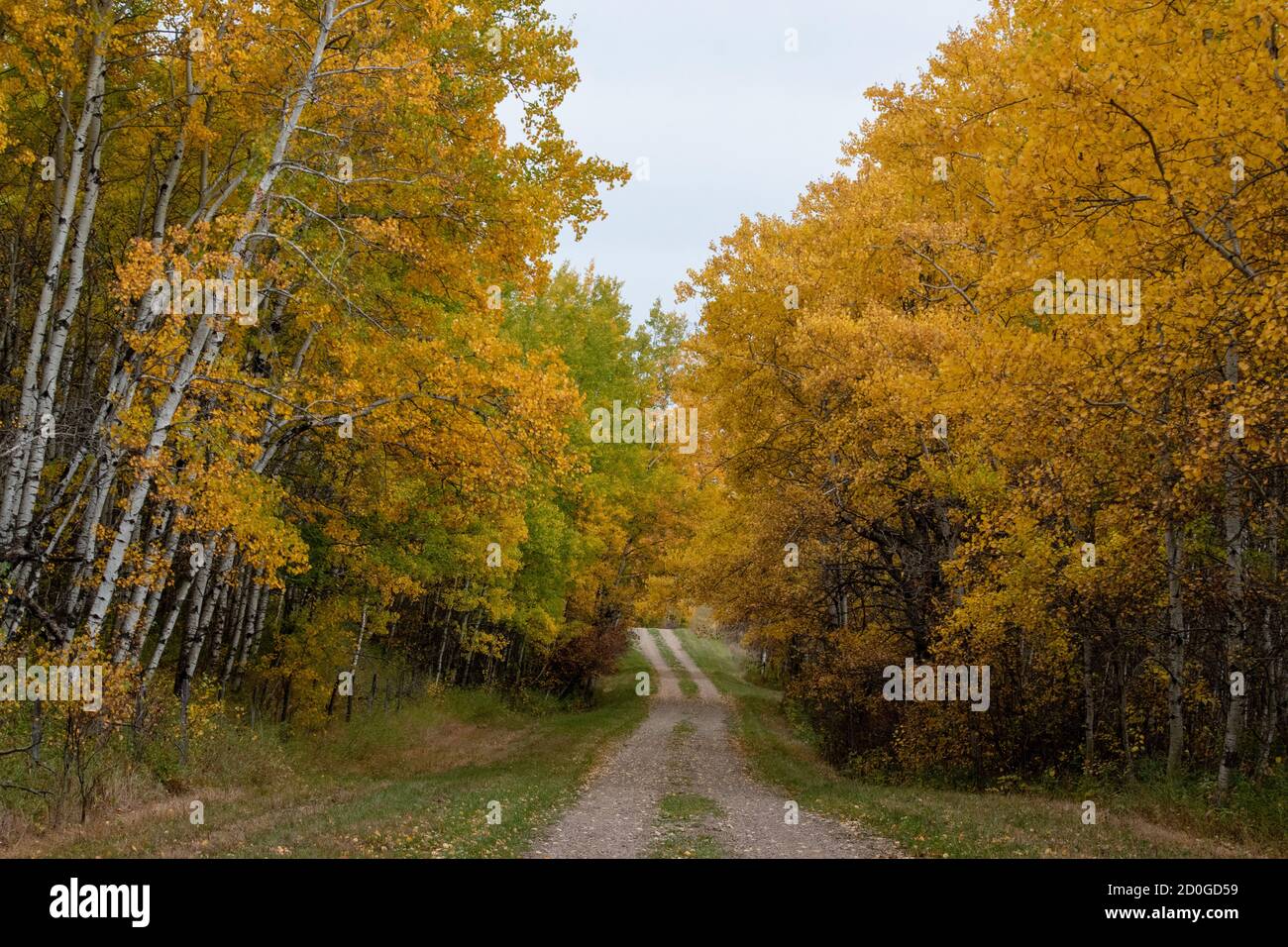Back country road on the Canadian prairies in fall Stock Photo - Alamy