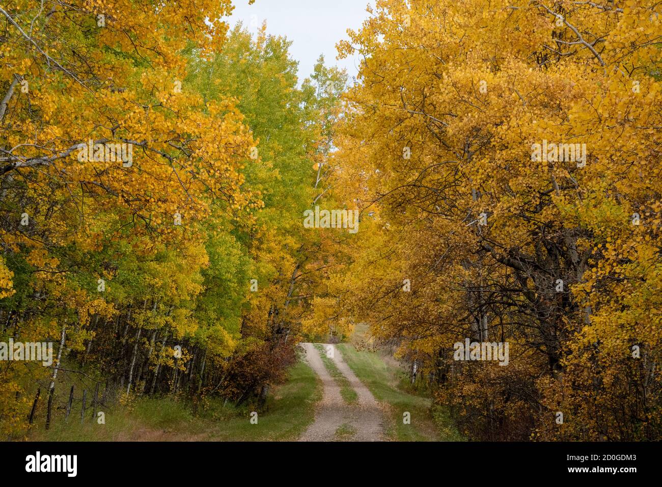 Back country road on the Canadian prairies in fall Stock Photo - Alamy