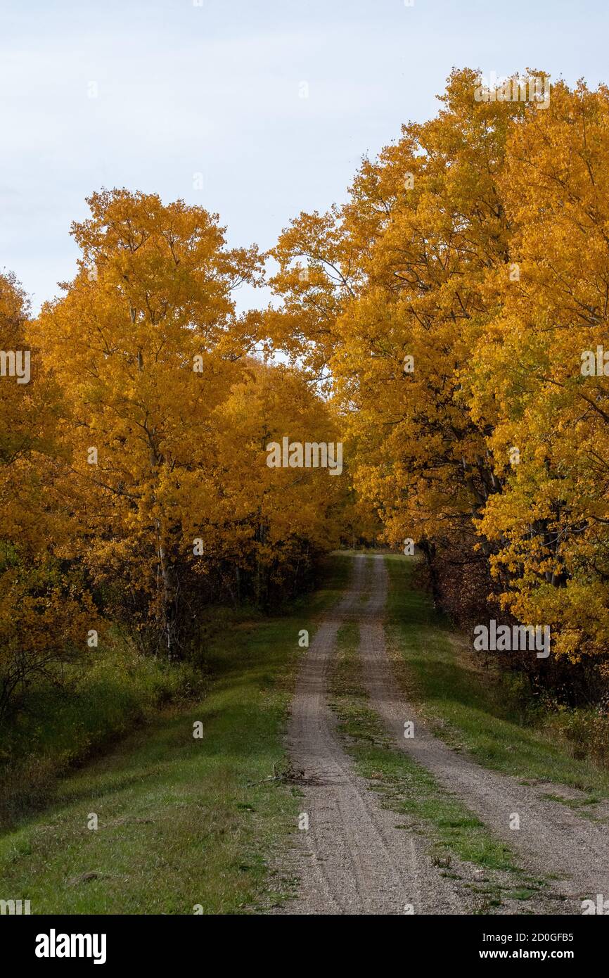Back country road on the Canadian prairies in fall Stock Photo - Alamy