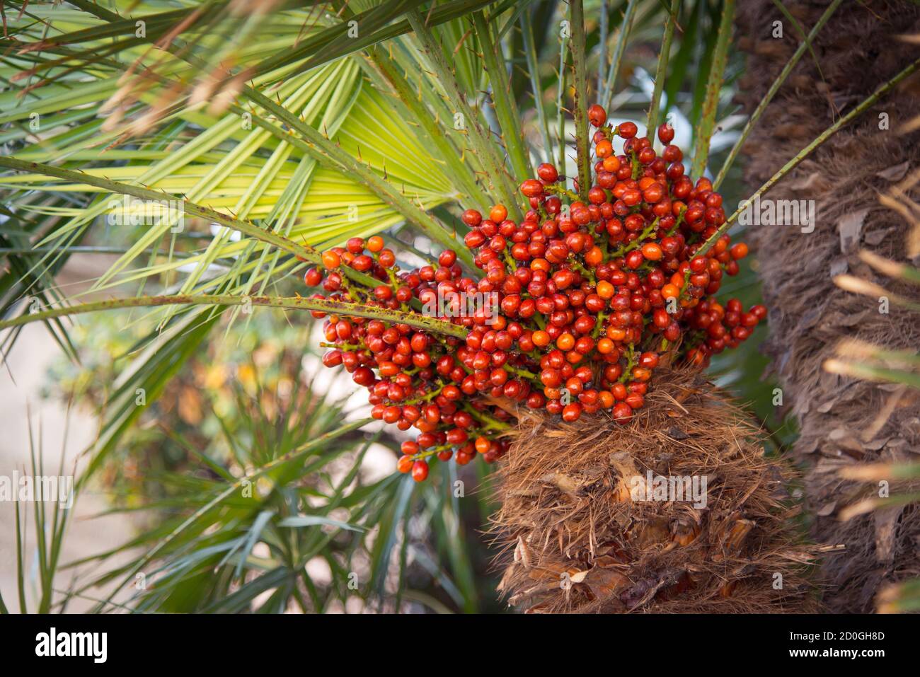 Trachycarpus fortunei. Chinese windmill palm Stock Photo - Alamy