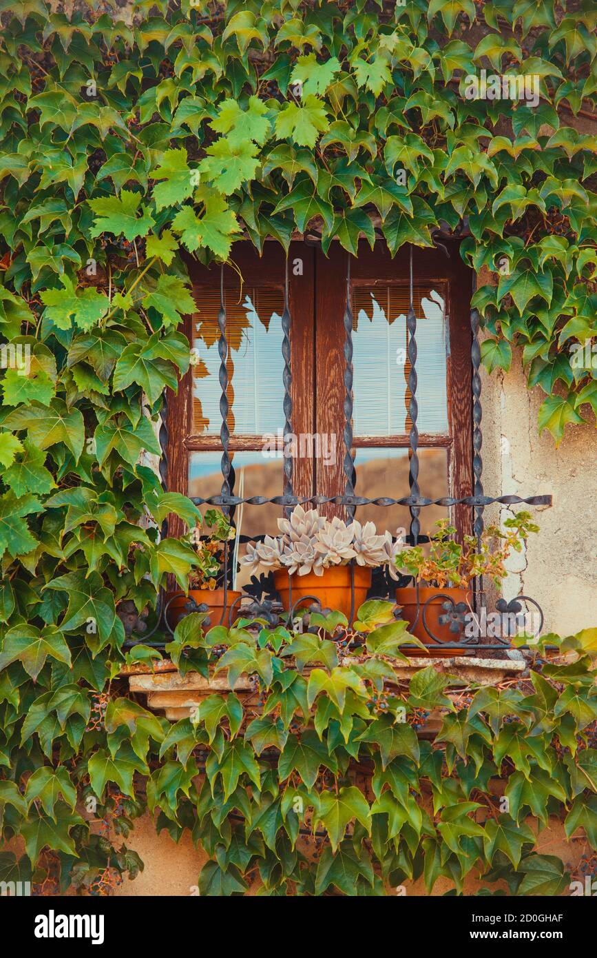 The window decorated with wild vine Stock Photo - Alamy