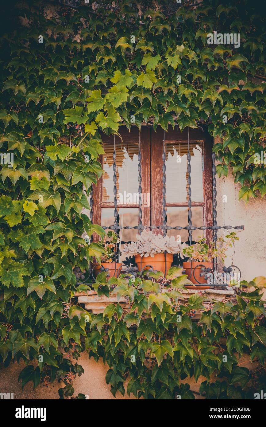 Wild Vine Window Stock Photo - Alamy