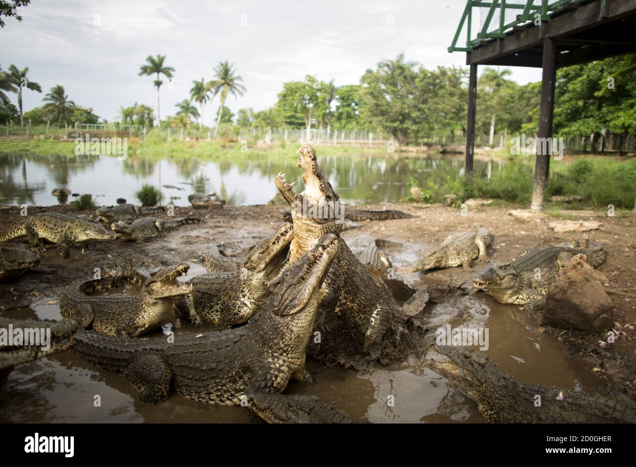 Zapata swamp national park hi-res stock photography and images - Alamy