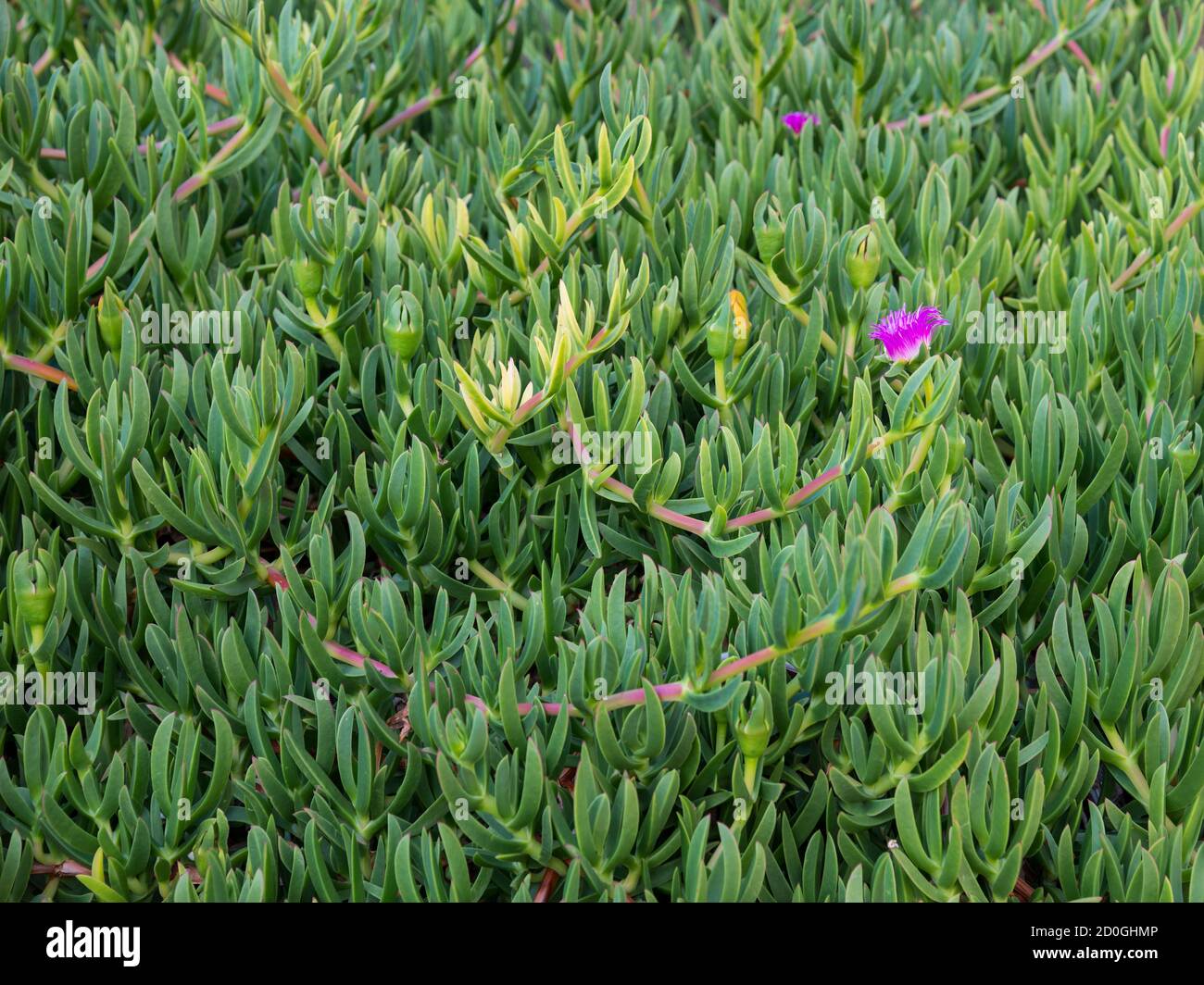 Pigface (Carpobrotus glaucescens) flower in bloom Stock Photo - Alamy