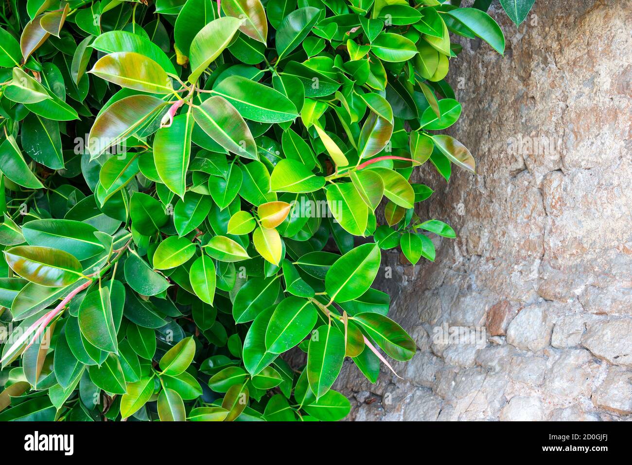 Ficus elastica plant Stock Photo - Alamy