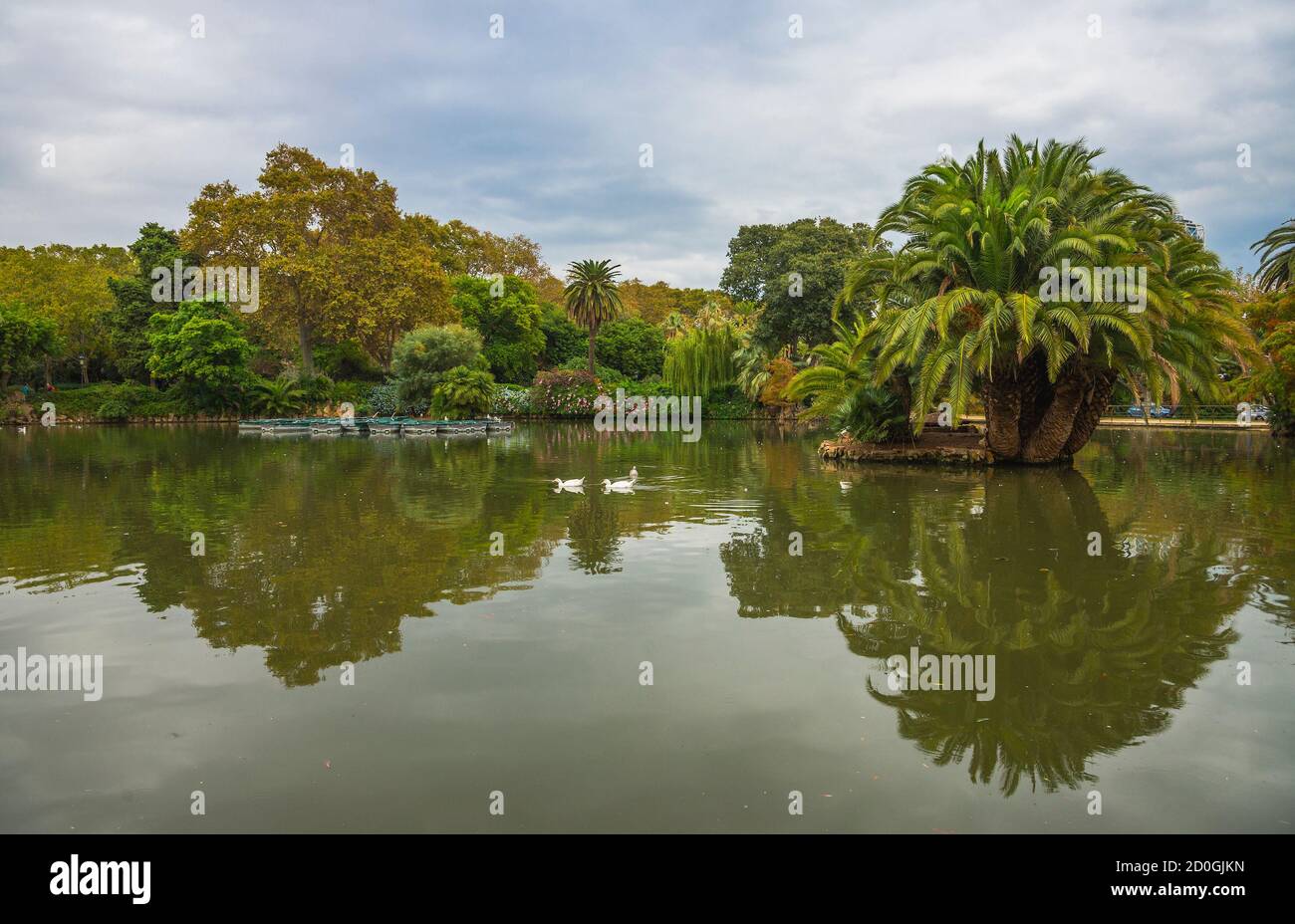 Rubber tree spain hi-res stock photography and images - Alamy