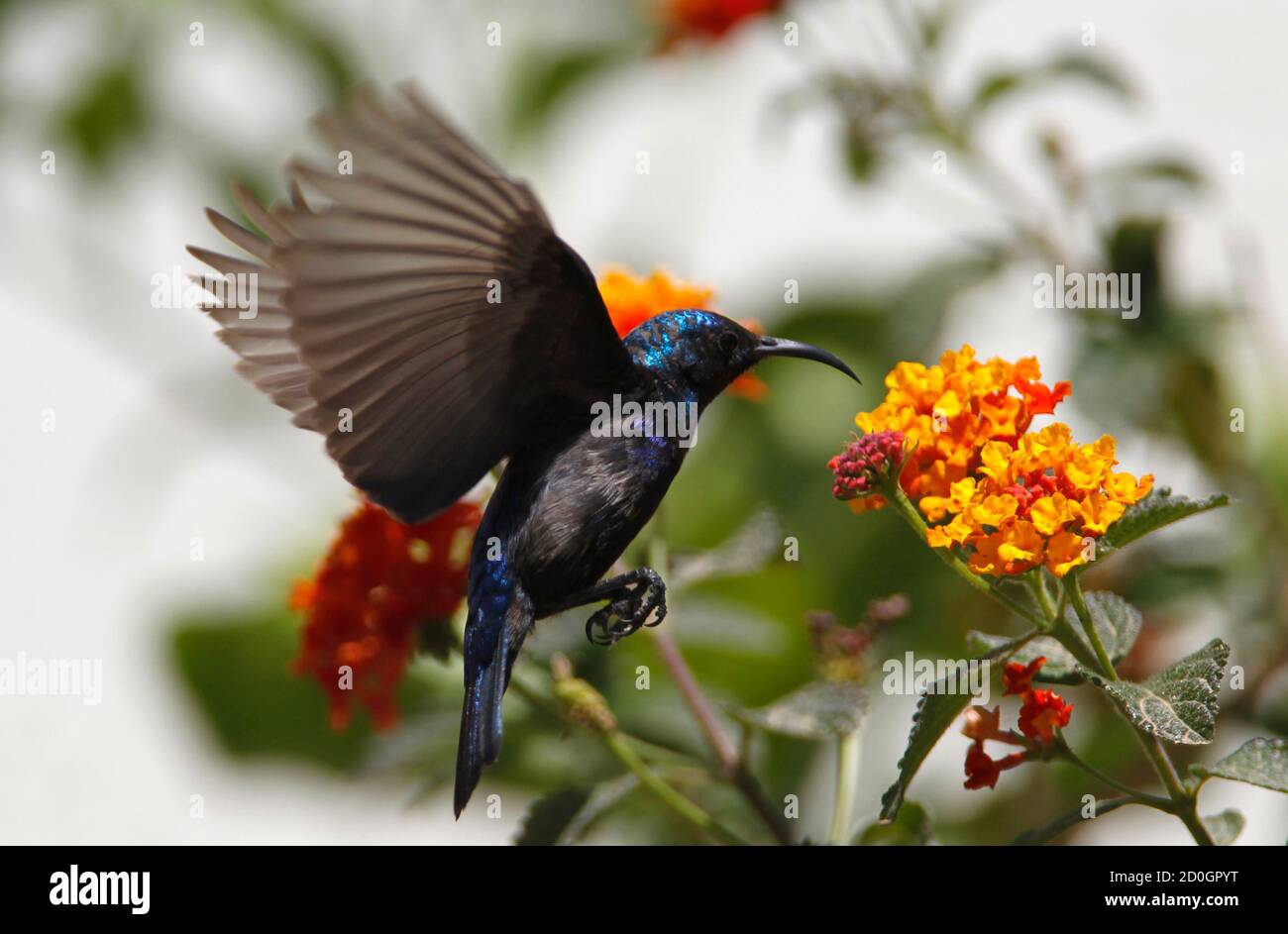 Palestine sunbird hi-res stock photography and images - Alamy