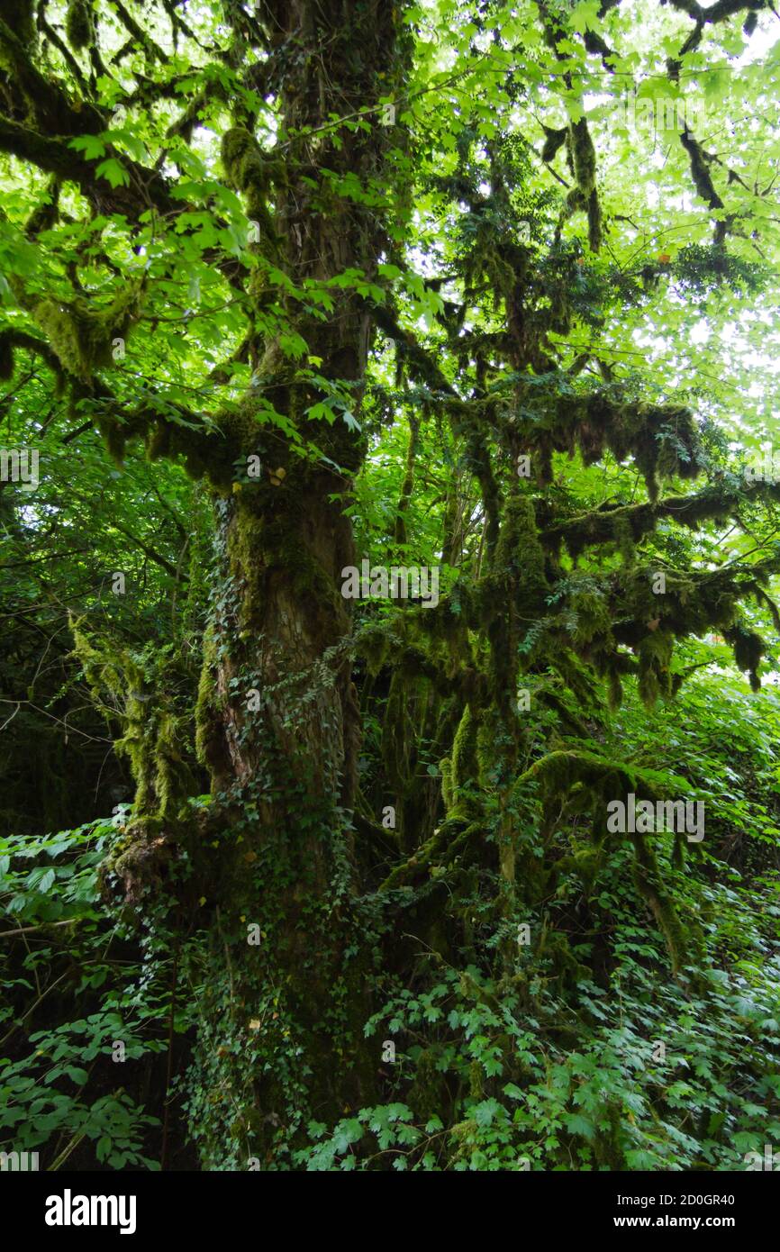Boxwood moss-covered forest in the river valley Psakho Stock Photo - Alamy
