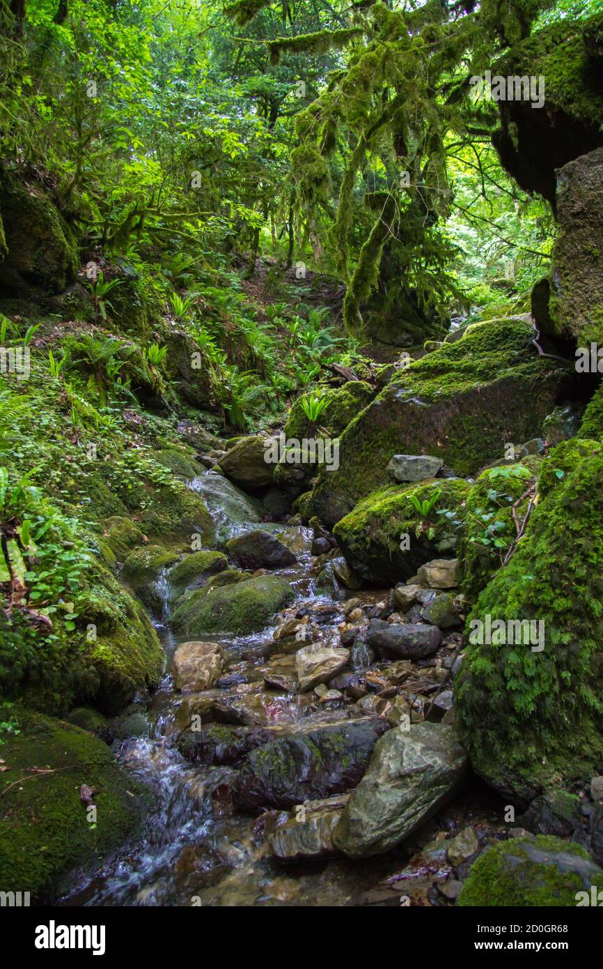 Colchis forest hi-res stock photography and images - Alamy