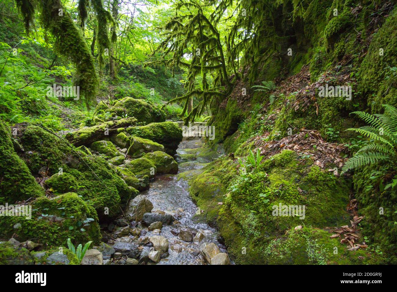 Colchis forest hi-res stock photography and images - Alamy