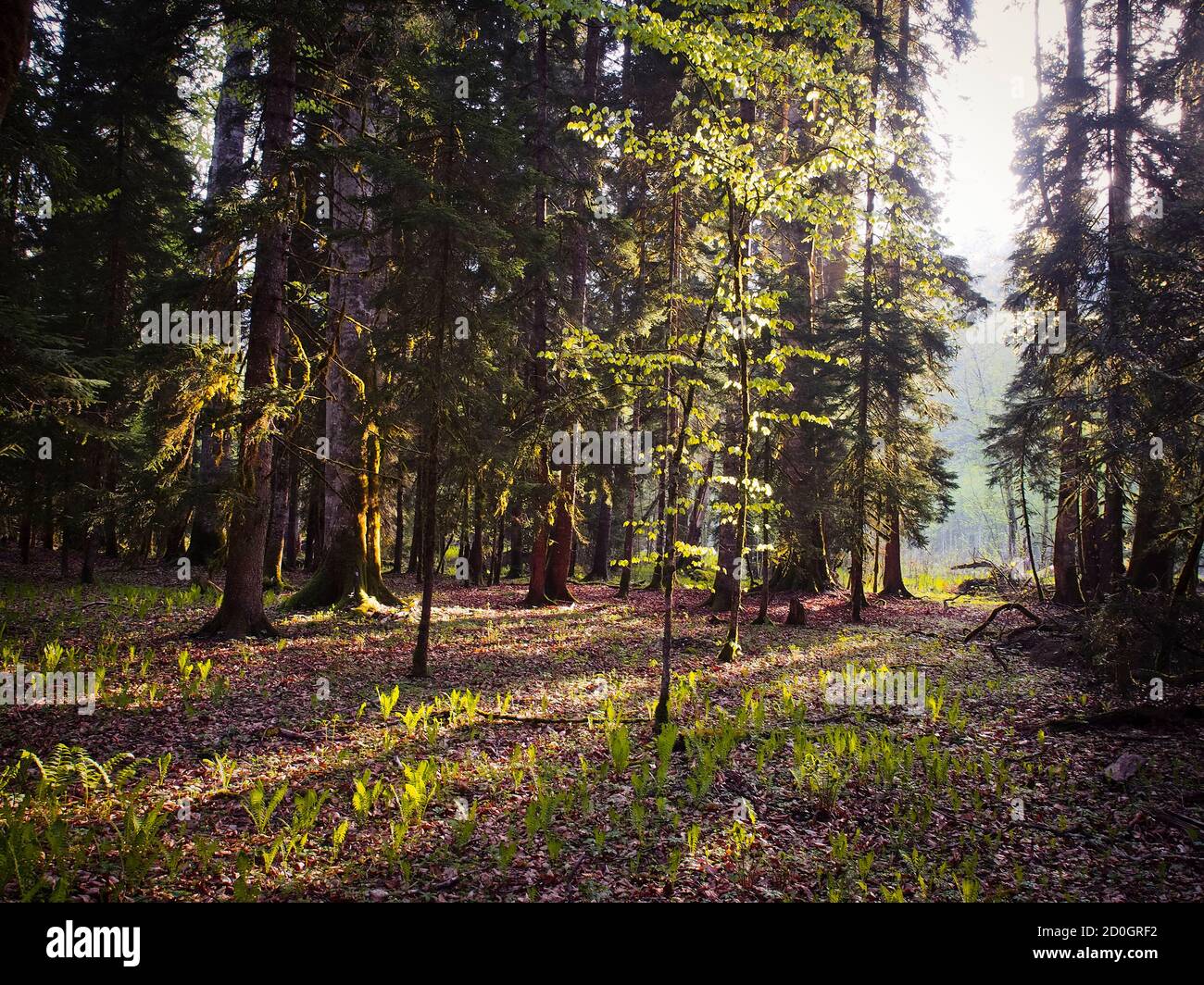 Beautiful caucasus forest in spring, Russia Stock Photo - Alamy