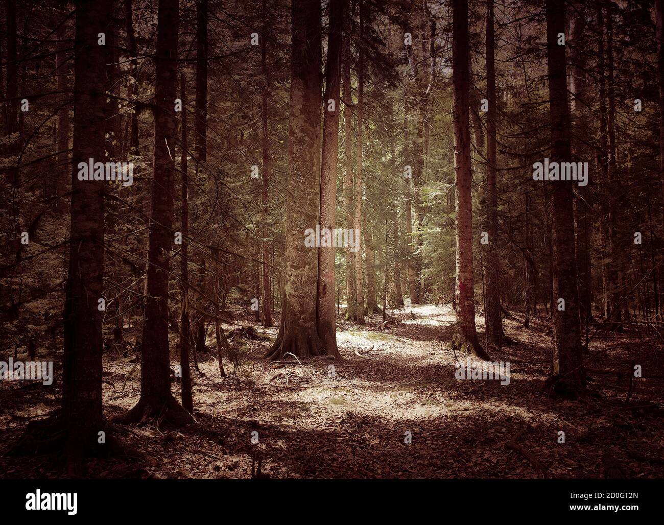 Beautiful mountain forest in summer time Stock Photo - Alamy