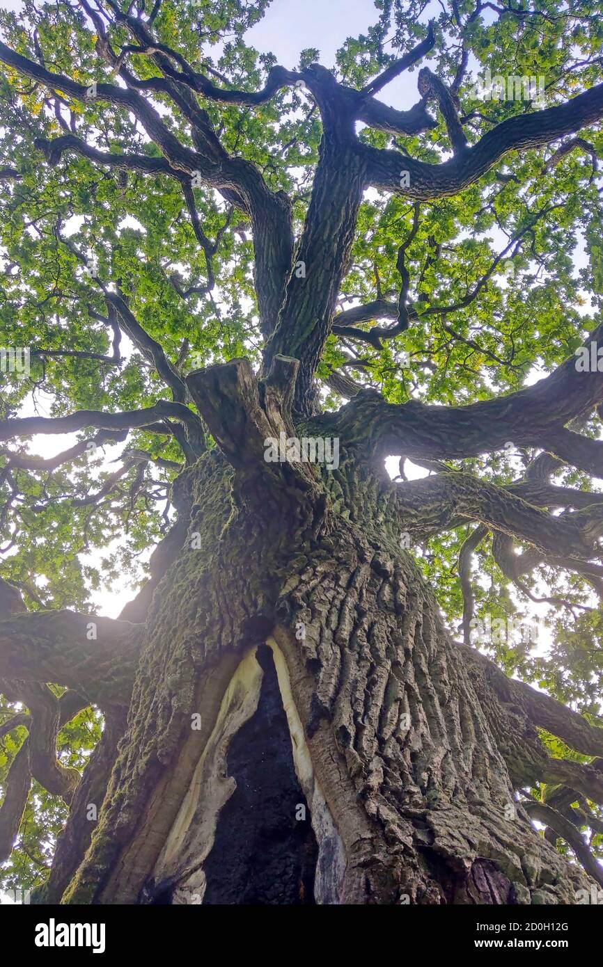 Bottom view of a tall old oak tree Stock Photo - Alamy