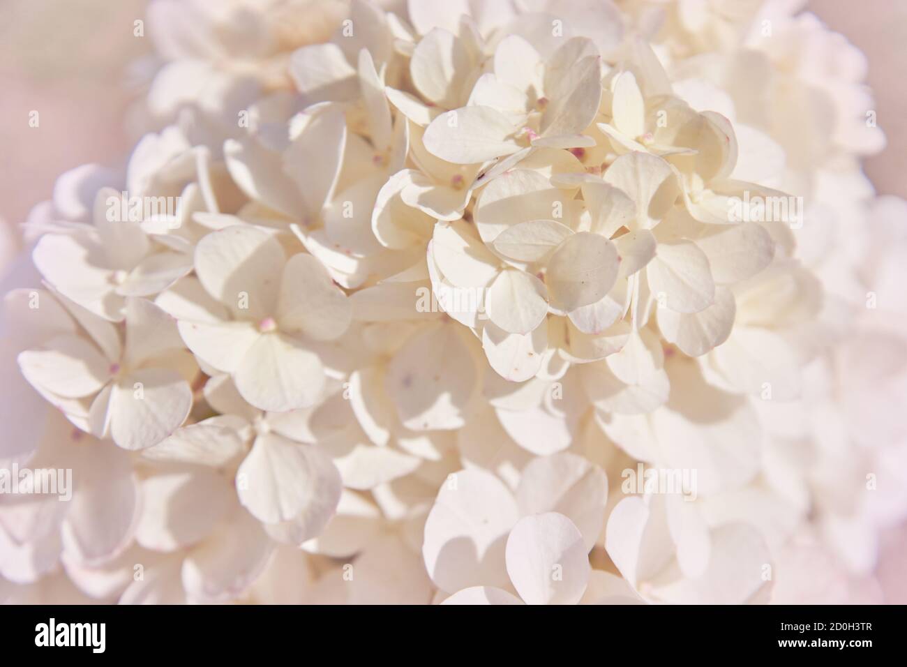 Soft white Hydrangea (Hydrangea macrophylla) or Hortensia flower ...
