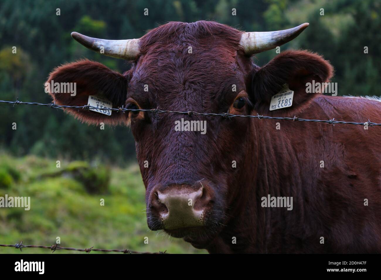 Cow in dark background hi-res stock photography and images - Alamy