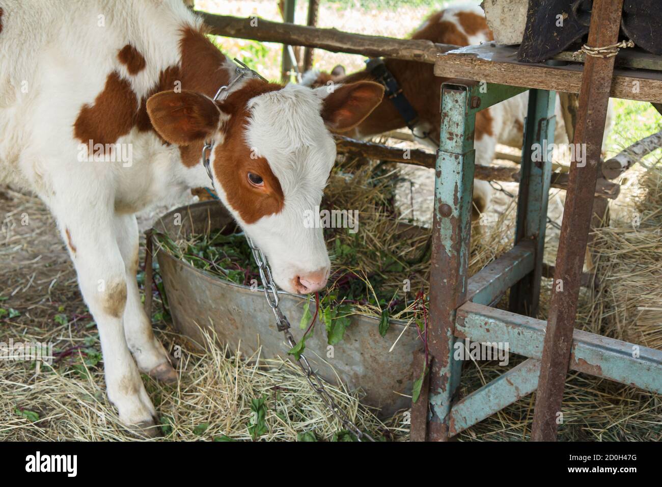 Young cow eating hay and greens at feeding out on a farm Stock Photo ...