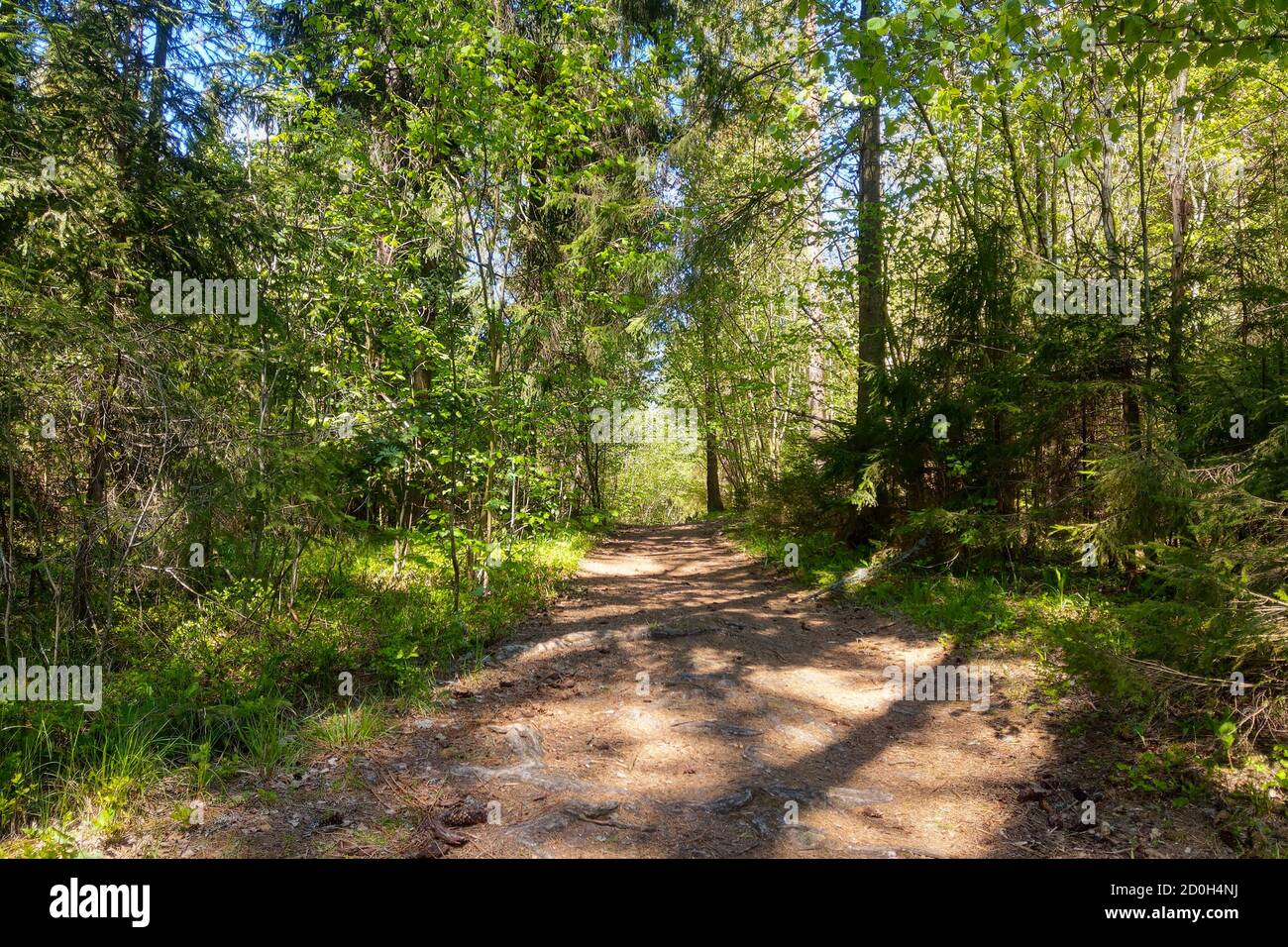 Nature beautiful forest hi-res stock photography and images - Alamy
