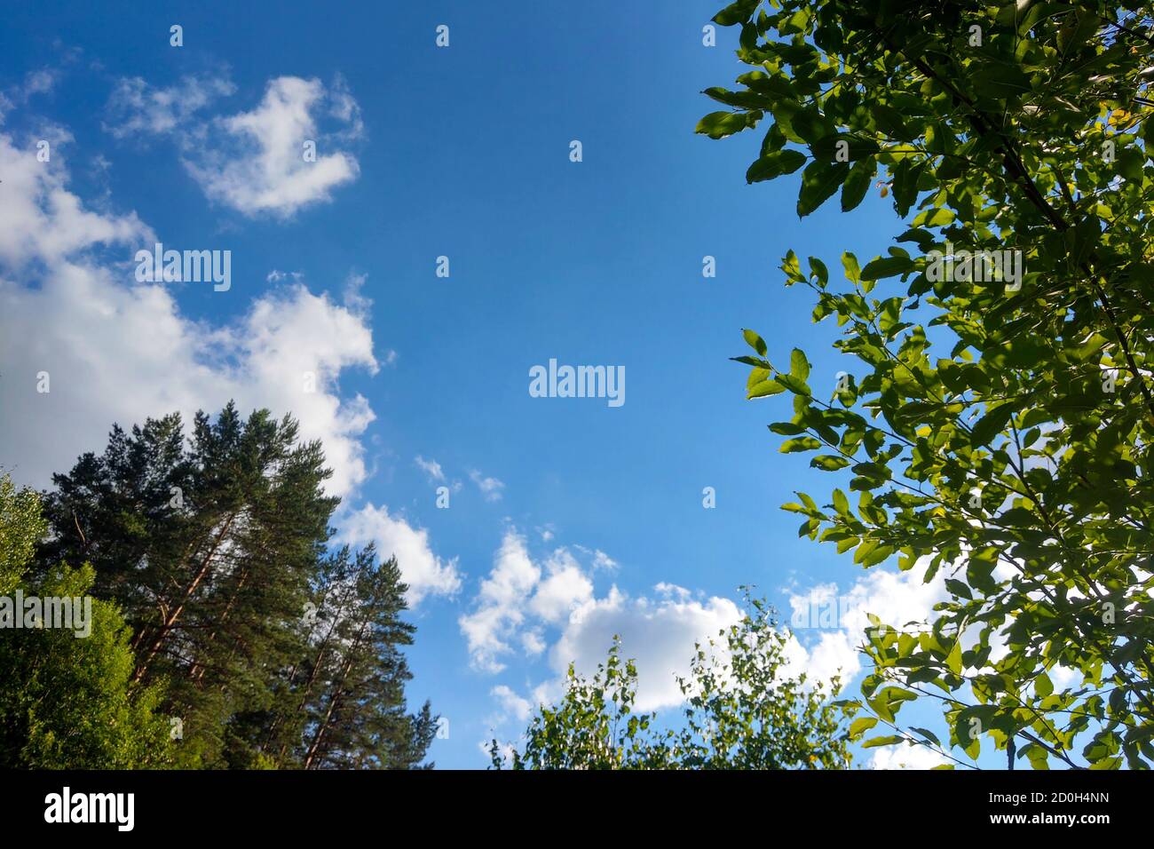 Tree top bottom view hi-res stock photography and images - Alamy
