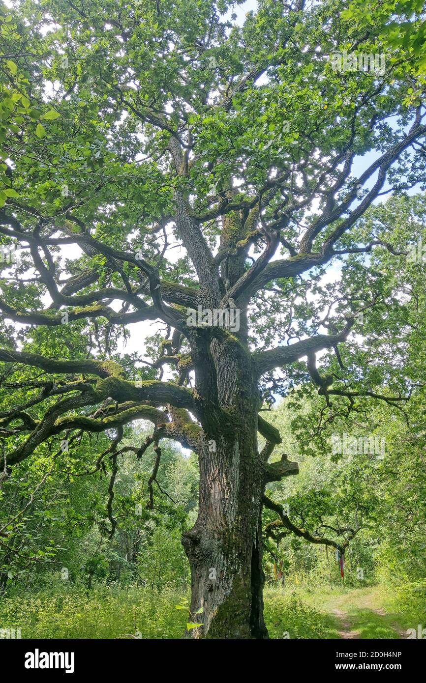Big old oak tree hi-res stock photography and images - Alamy